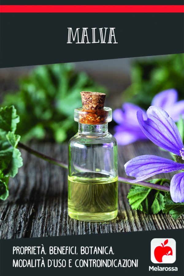 Malva: proprietà, benefici, botanica, modalità d'uso e controindicazioni