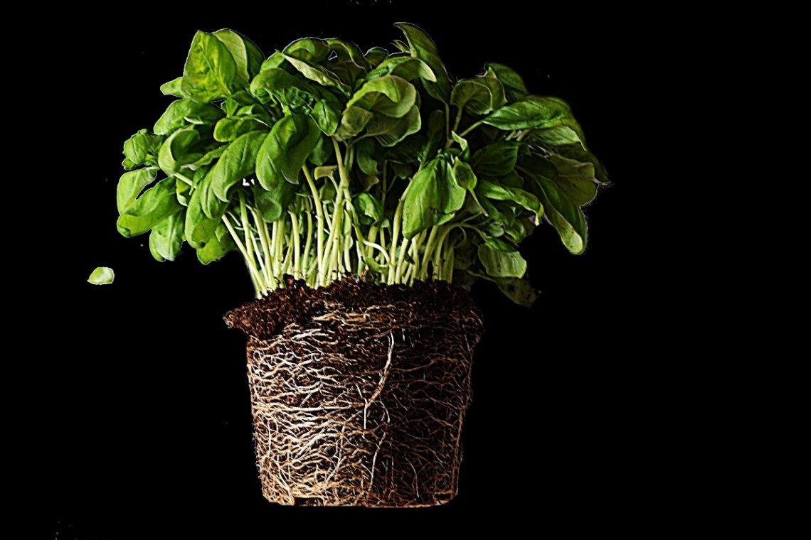 Basilico, una pianta dalle mille proprietà benefiche - Melarossa