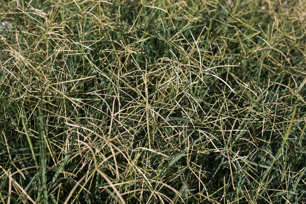 Gramigna: proprietà, benefici, controindicazioni, modalità d'uso e botanica