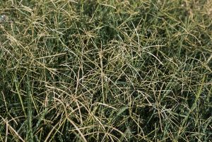 Gramigna: proprietà, benefici, controindicazioni, modalità d'uso e botanica