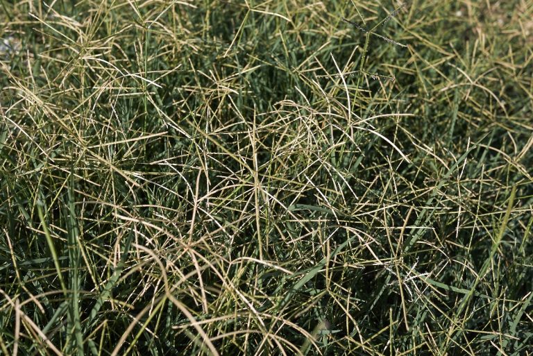 Gramigna: proprietà, benefici, controindicazioni, modalità d'uso e botanica