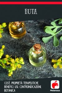 Ruta: proprietà, benefici, controindicazioni, modalità d'uso, botanica