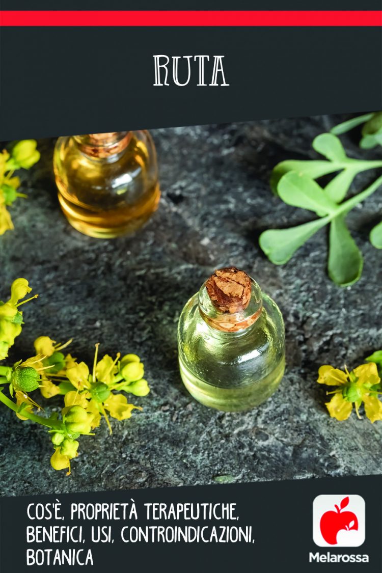 Ruta: proprietà, benefici, controindicazioni, modalità d'uso, botanica