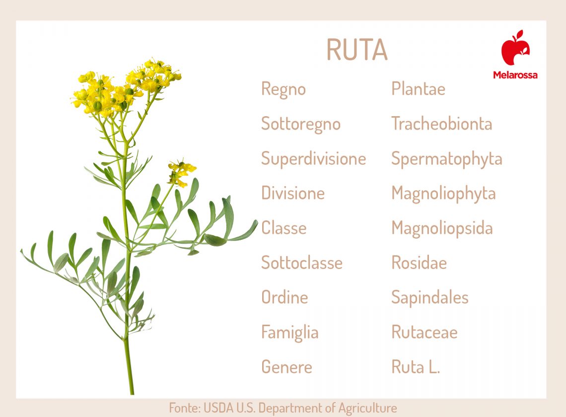 Ruta: proprietà, benefici, controindicazioni, modalità d'uso, botanica
