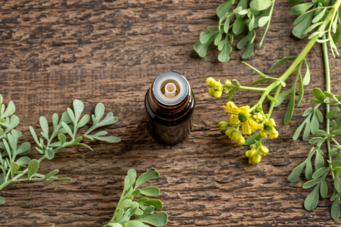 Assenzio: proprietà, usi e controindicazioni