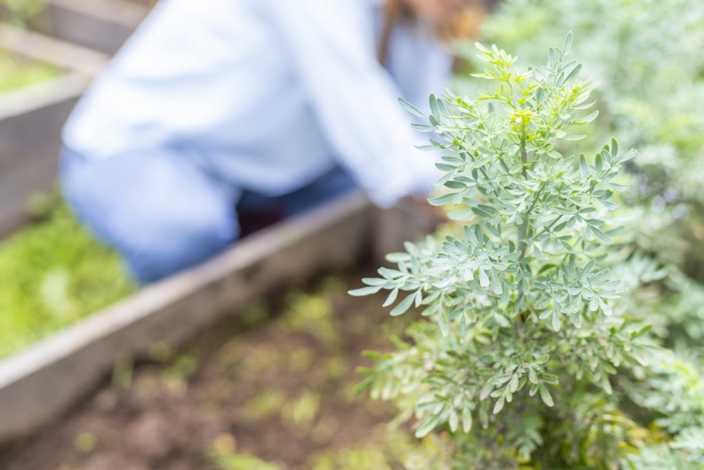 Ruta: proprietà, benefici, controindicazioni, modalità d'uso, botanica