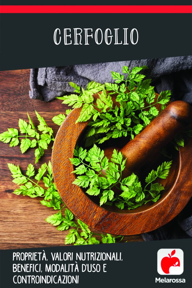 Cerfoglio: proprietà, valori nutrizionali, benefici, usi e ...