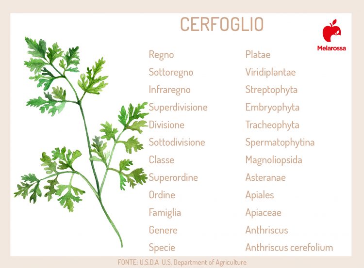 Cerfoglio: proprietà, valori nutrizionali, benefici, usi e ...