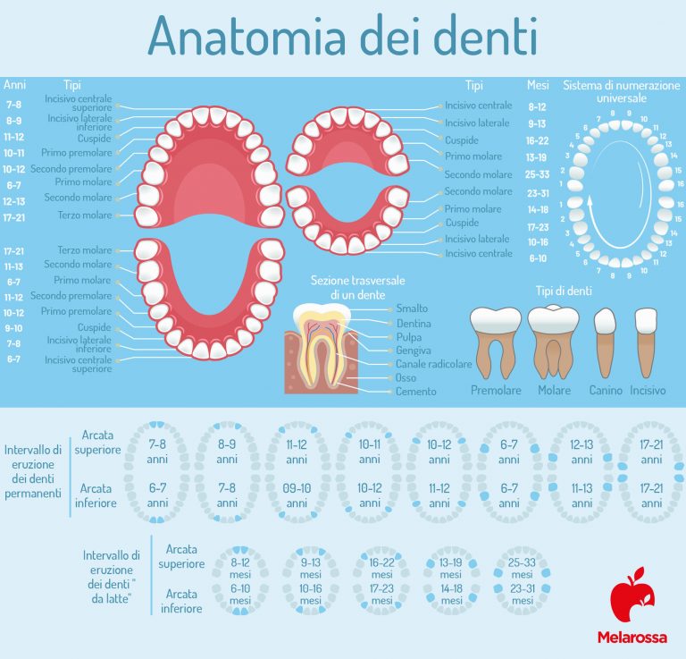 Denti: come sono fatti, principali patologie, sintomi e trattamenti