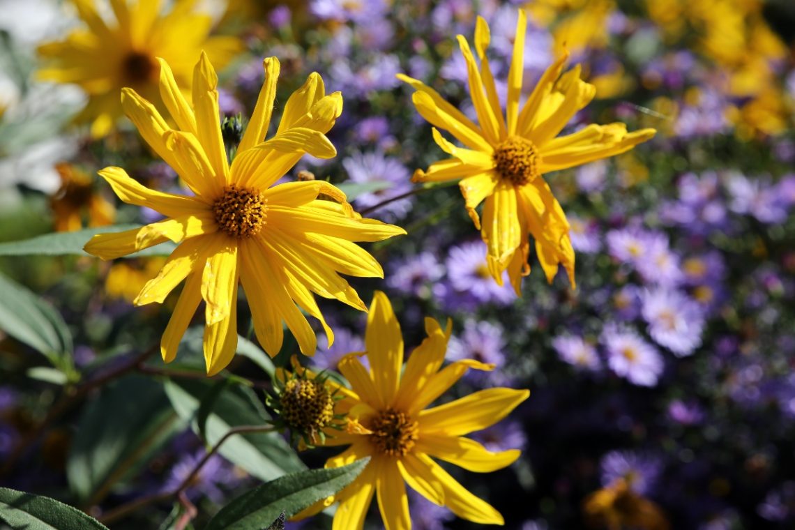 Topinambur: che cos'è, proprietà, benefici, le migliori ricette