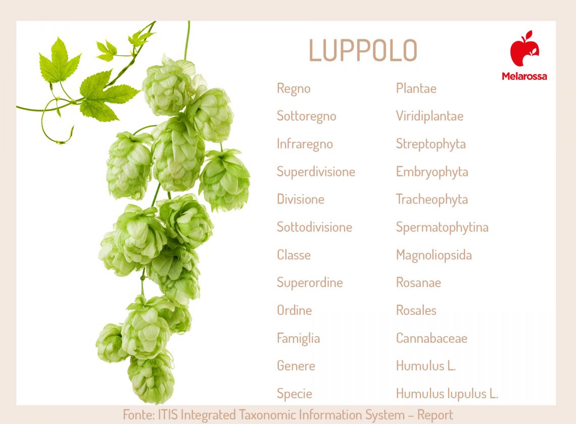 Luppolo: cos'è, proprietà, benefici , impieghi e controindicazioni