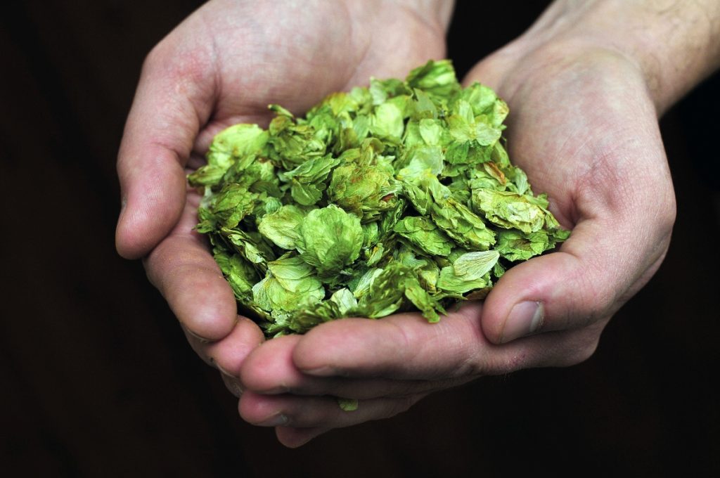 Luppolo: cos'è, proprietà, benefici , impieghi e controindicazioni