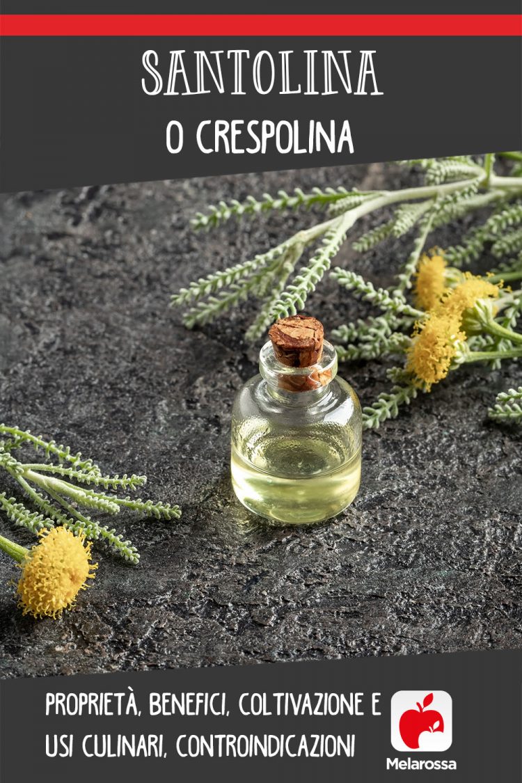 Santolina: proprietà, benefici, controindicazioni, coltivazione e usi ...