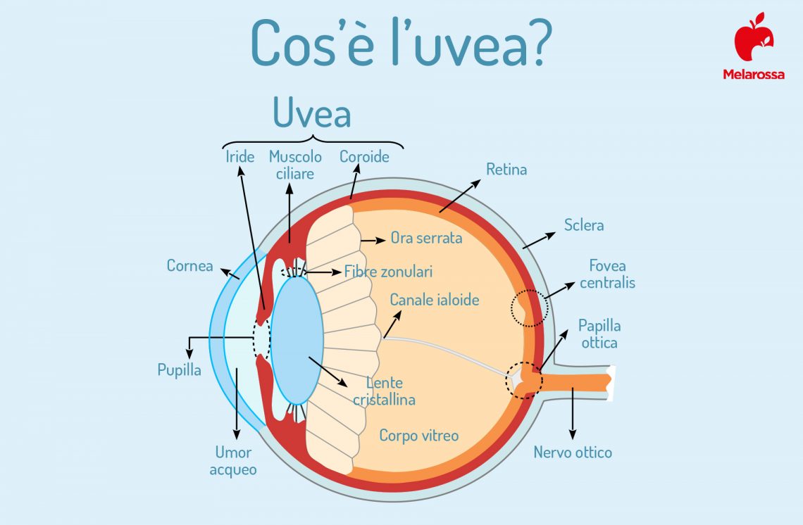 Uveite all’occhio: cos’è, quanti tipi esistono, cause, sintomi ...