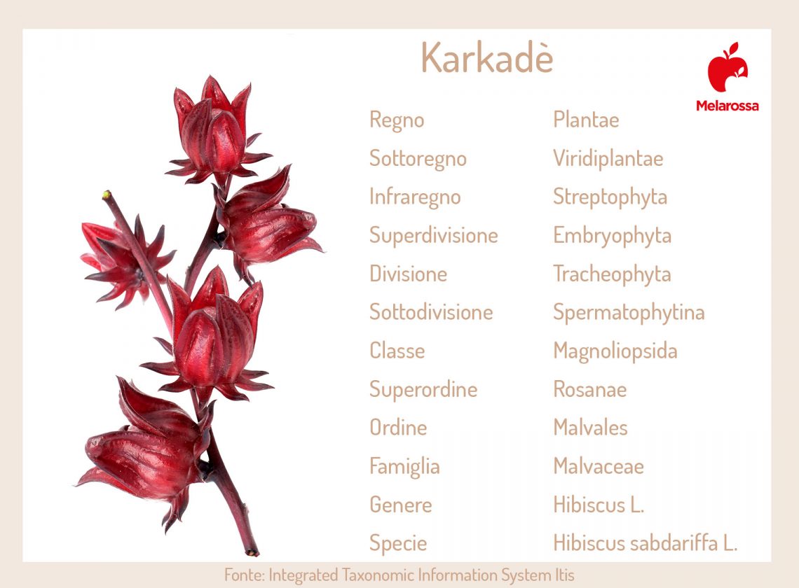Karkadè: proprietà, benefici, valori nutrizionali, controindicazioni