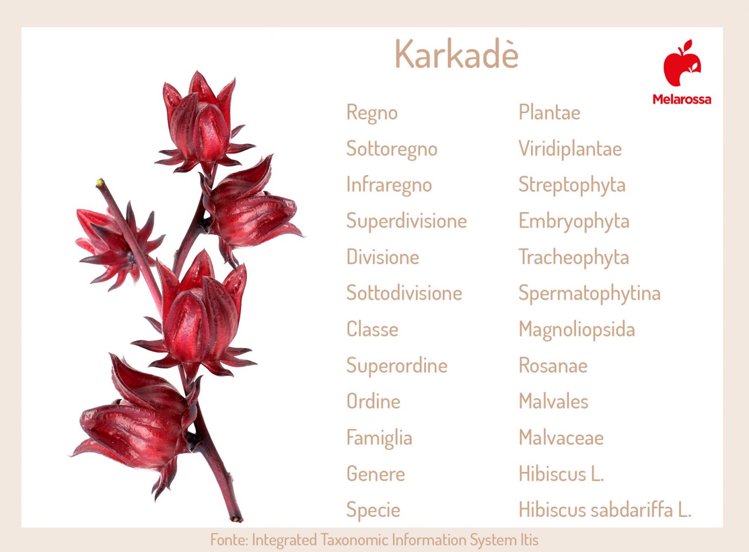 Karkadè: proprietà, benefici, valori nutrizionali, controindicazioni
