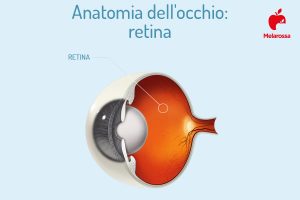 Miodesopsie: cosa sono, cause e patologie correlate, sintomi, cure