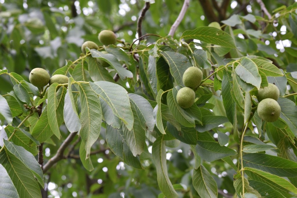 Noci: calorie, proprietà, benefici e ricette per utilizzarle in cucina