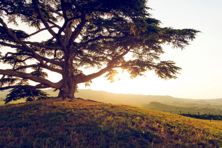 Cedro: cos’è, proprietà, benefici e usi di un agrume diuretico