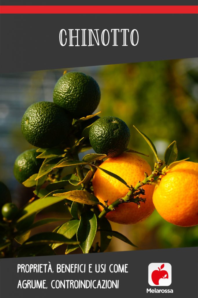 Chinotto: proprietà, benefici, usi in cucina e controindicazioni