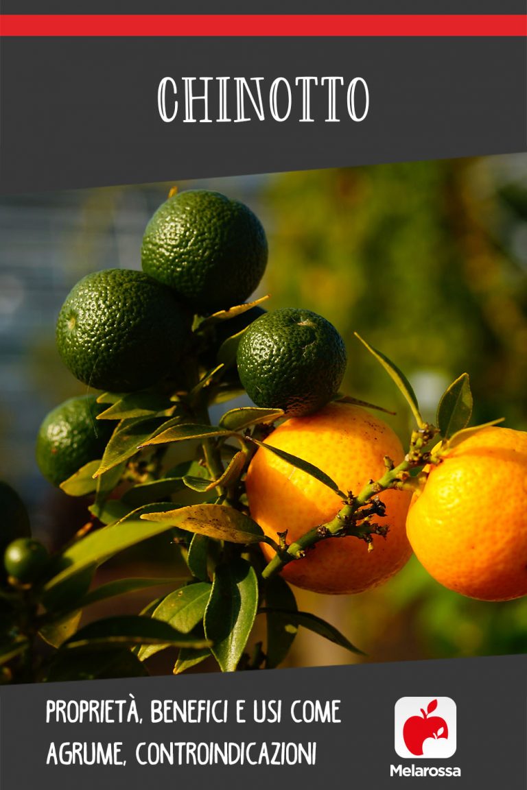 Chinotto: proprietà, benefici, usi in cucina e controindicazioni