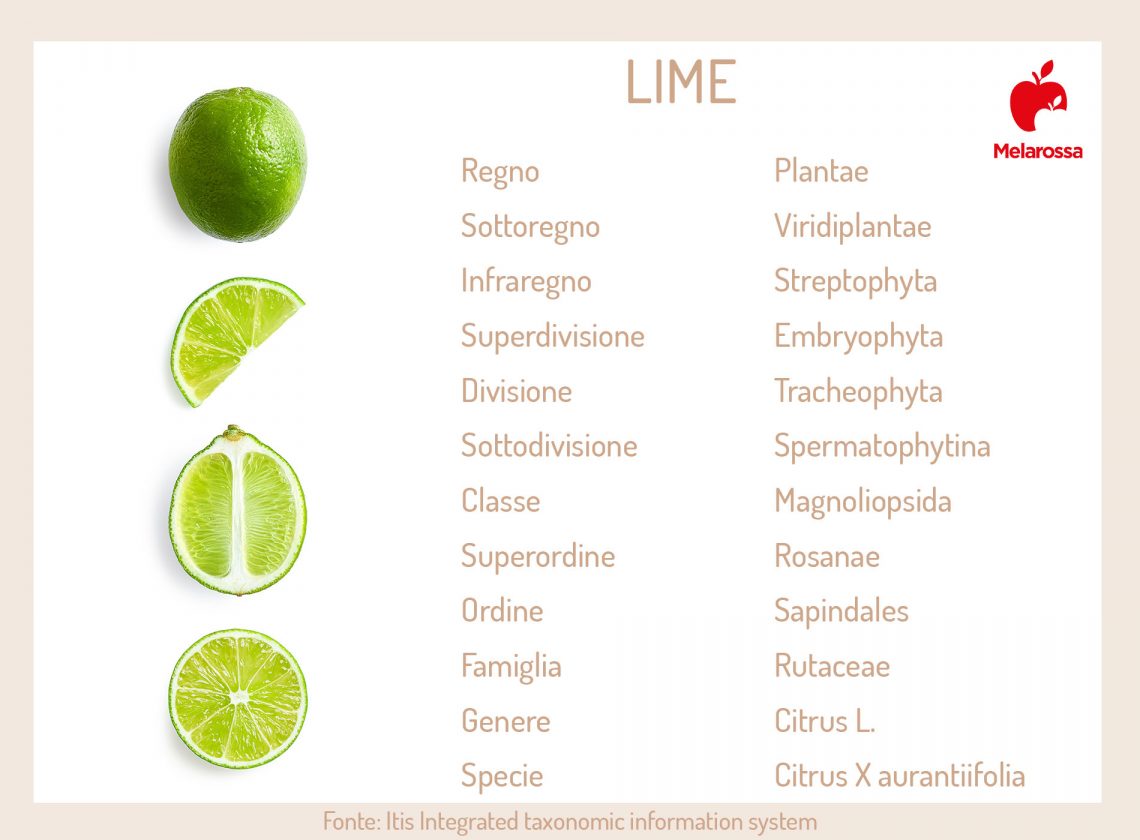 Lime o limetta: proprietà, benefici, usi in cucina, controindicazioni