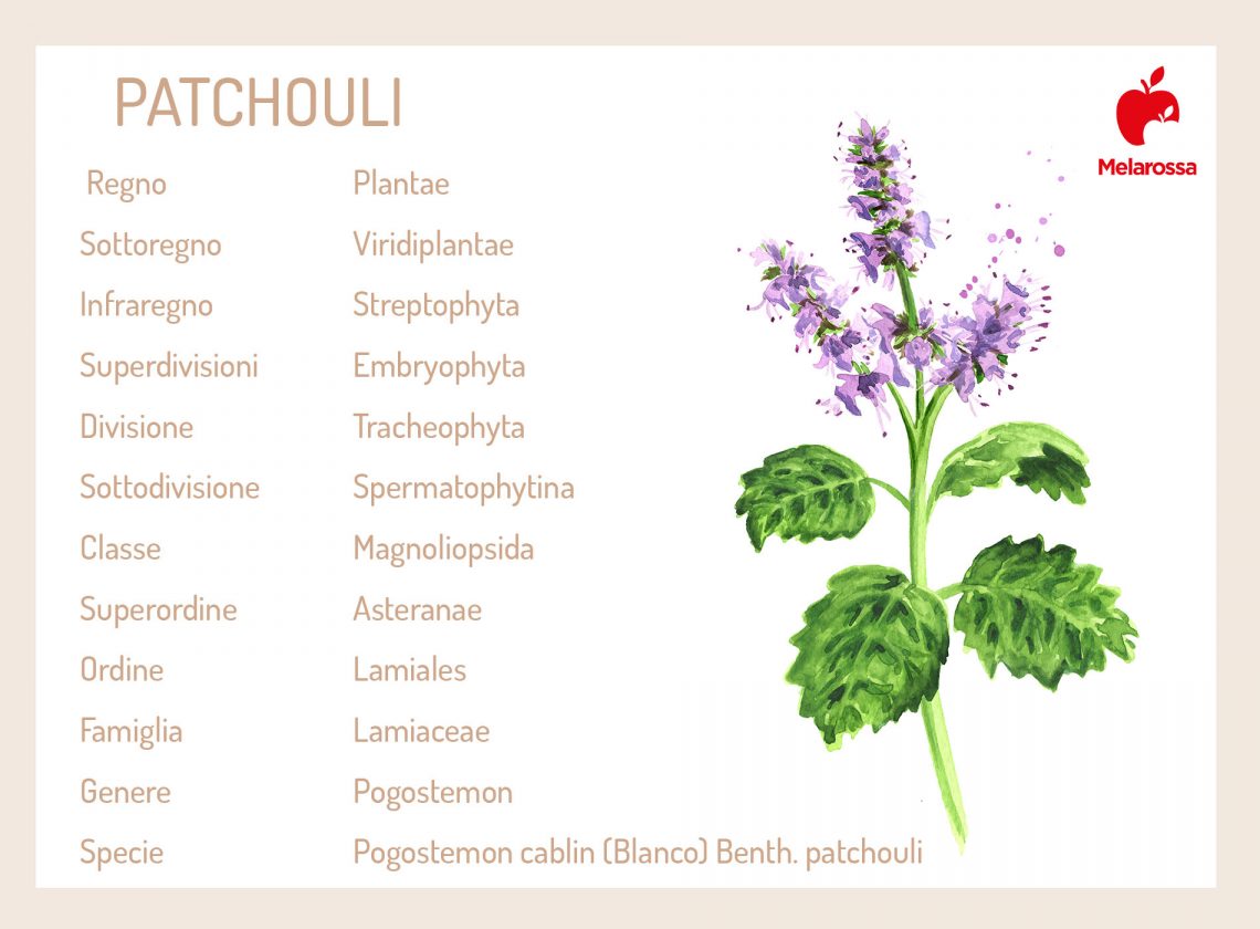 Patchouli: proprietà, benefici e modalità d'impiego