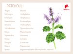Patchouli: proprietà, benefici e modalità d'impiego