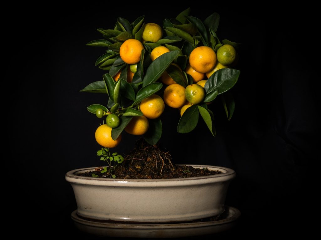 Chinotto: proprietà, benefici, usi in cucina e controindicazioni