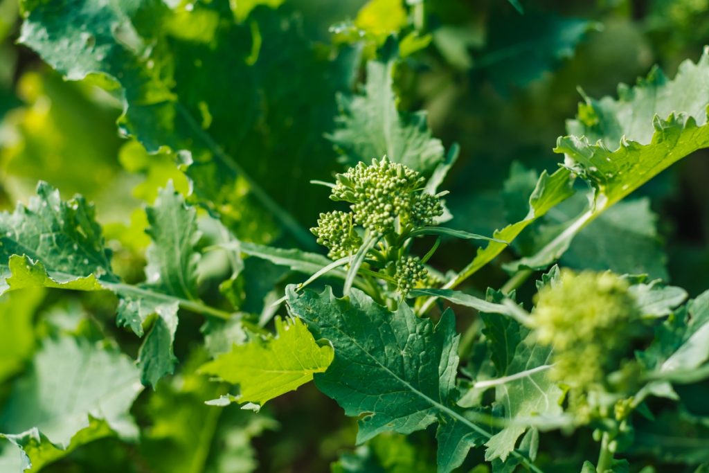 Cime di rapa: cosa sono, benefici, come cucinarle e le migliori ricette