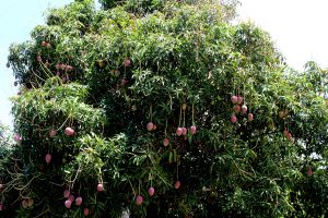 Mangostano: proprietà, benefici, uso terapeutico e ricette culinarie