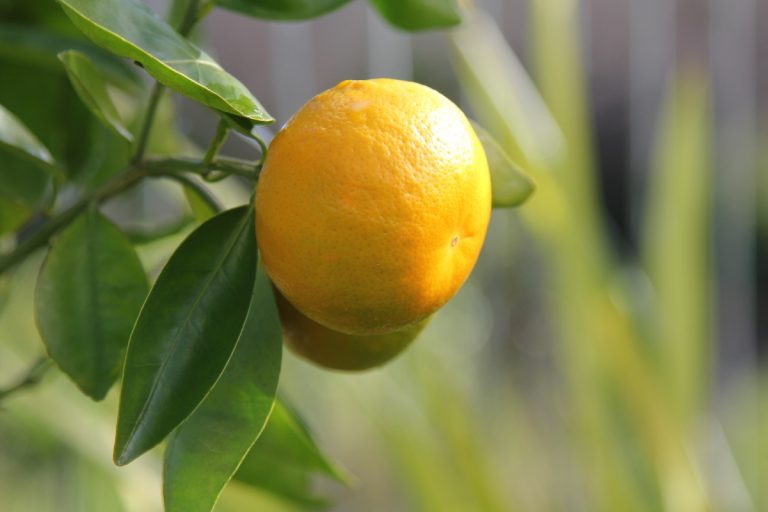 Mapo: cos’è, stagionalità, benefici, valori nutrizionali e usi in cucina