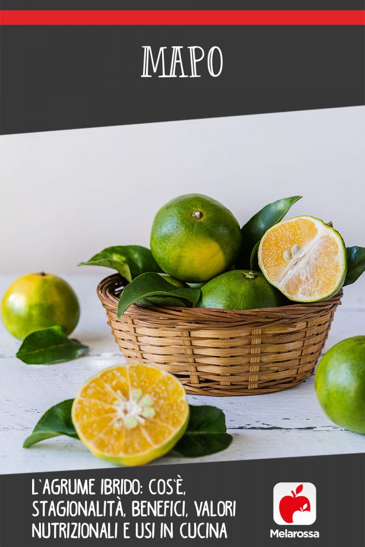 Mapo: cos’è, stagionalità, benefici, valori nutrizionali e usi in cucina