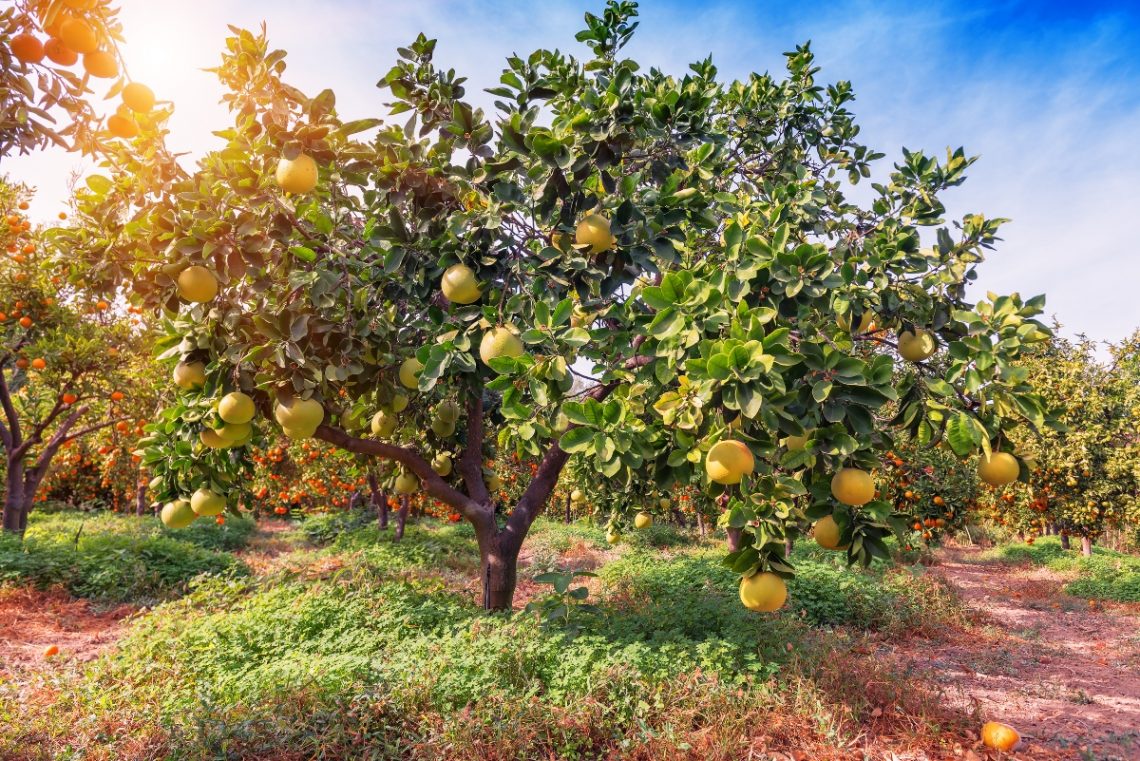 Pomelo: cos'è, proprietà, benefici, usi in cucina e ricette