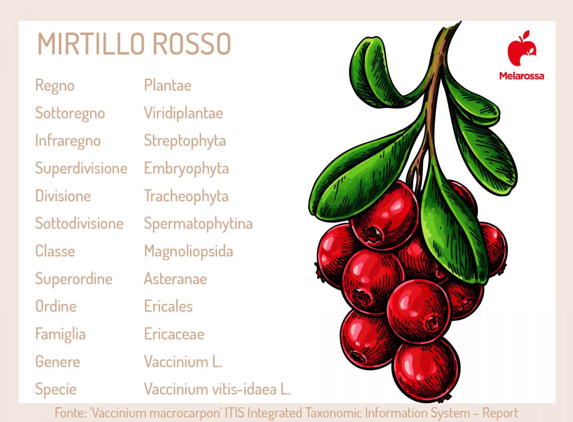 Mirtillo rosso: proprietà, benefici, usi e ricette