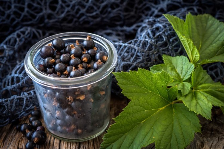 Psillio: cos’è, proprietà e benefici, quanto assumerne e usi in cucina
