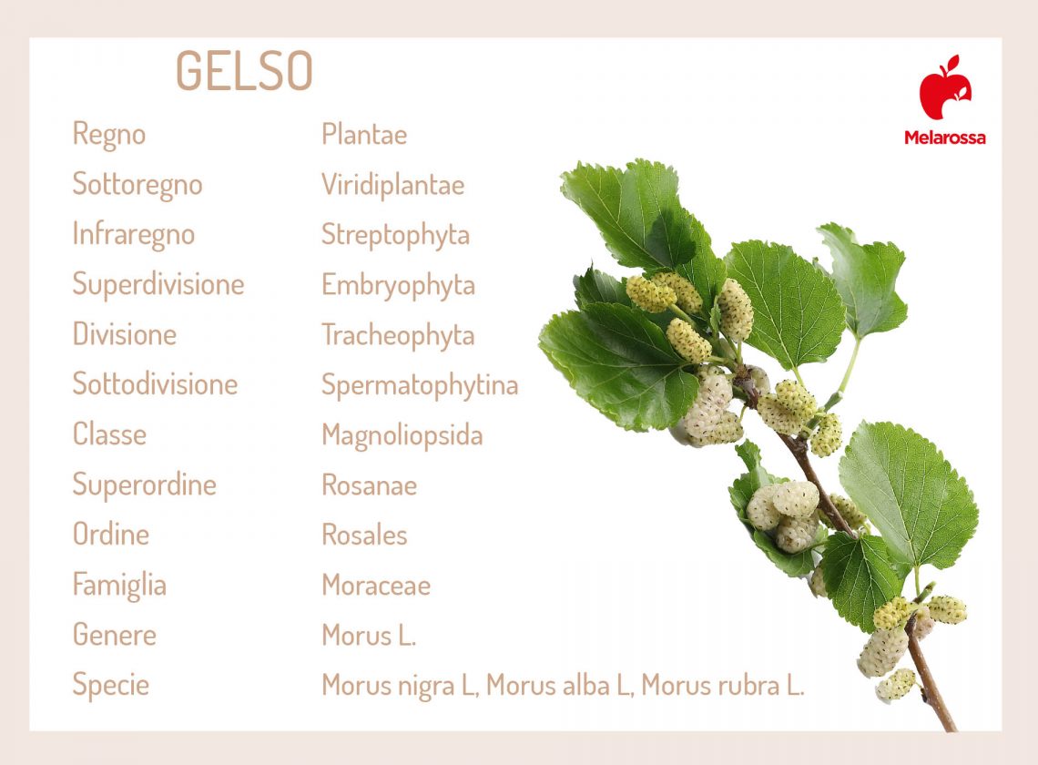 Gelso: cos'è, tipi, benefici, usi, controindicazioni