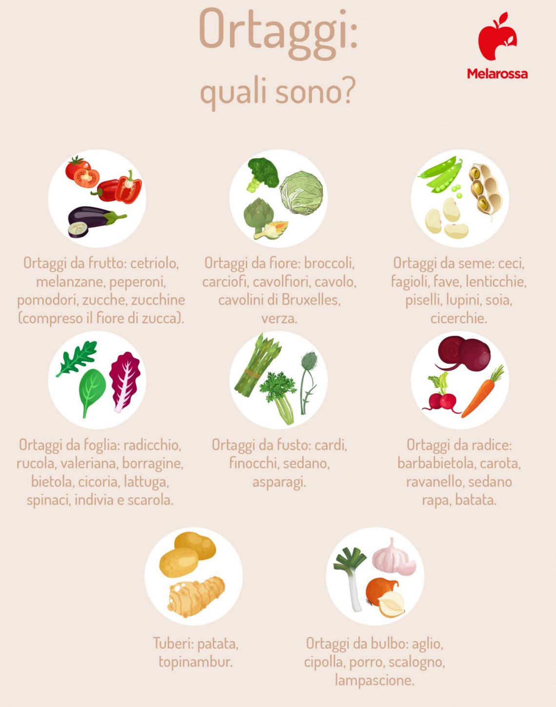 Ortaggi: cosa e quali sono, classificazione, come cucinarli, benefici