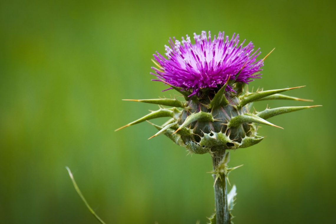 Cardo mariano: proprietà, controindicazioni e integratori
