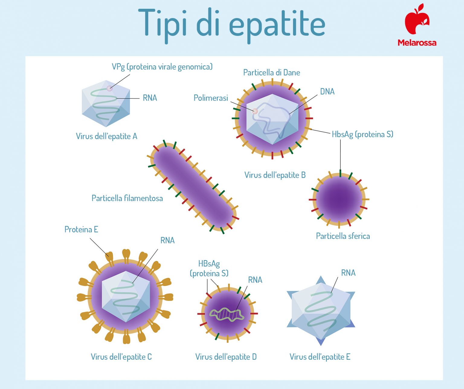 Epatite A, B, C, D e E: cosa sono, cause, sintomi, diagnosi e cure