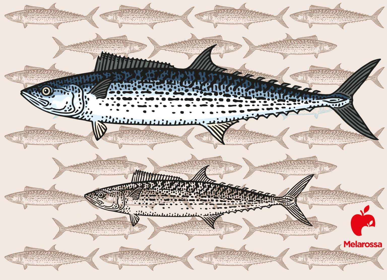 Sgombro: proprietà, benefici, come cucinarlo, le migliori ricette