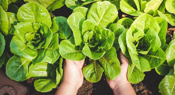 Lattuga: che cos’è, varietà e tipologie, valori nutrizionali, benefici ...