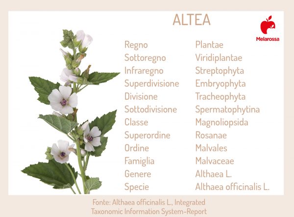 Altea: proprietà, benefici, usi in erboristeria e controindicazioni