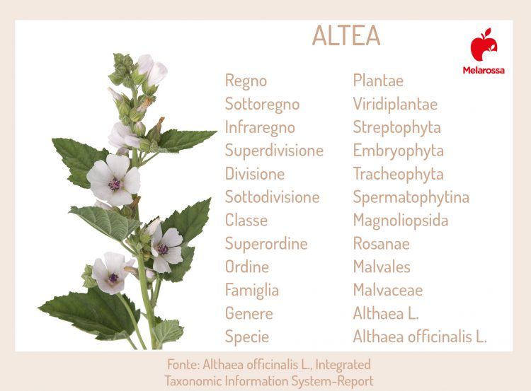 Altea: proprietà, benefici, usi in erboristeria e controindicazioni