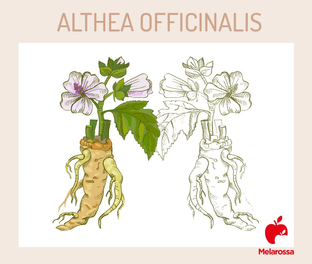 Altea: proprietà, benefici, usi in erboristeria e controindicazioni