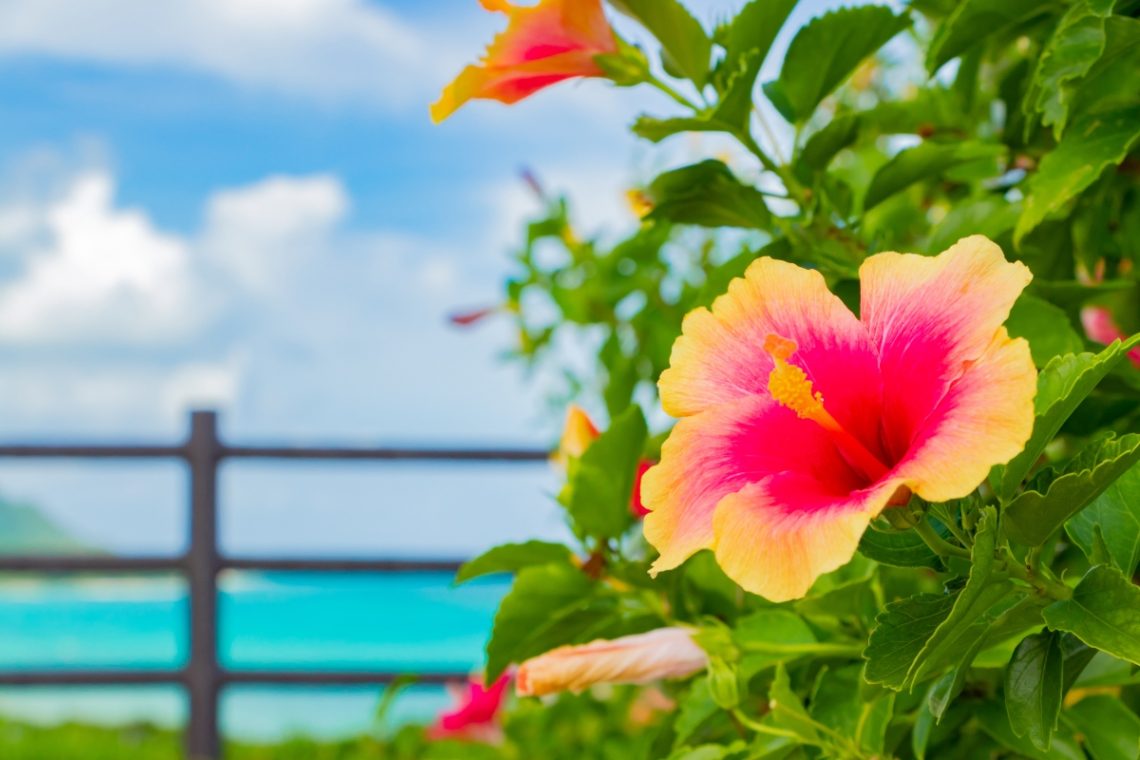 Ibisco: proprietà, benefici e segreti della pianta