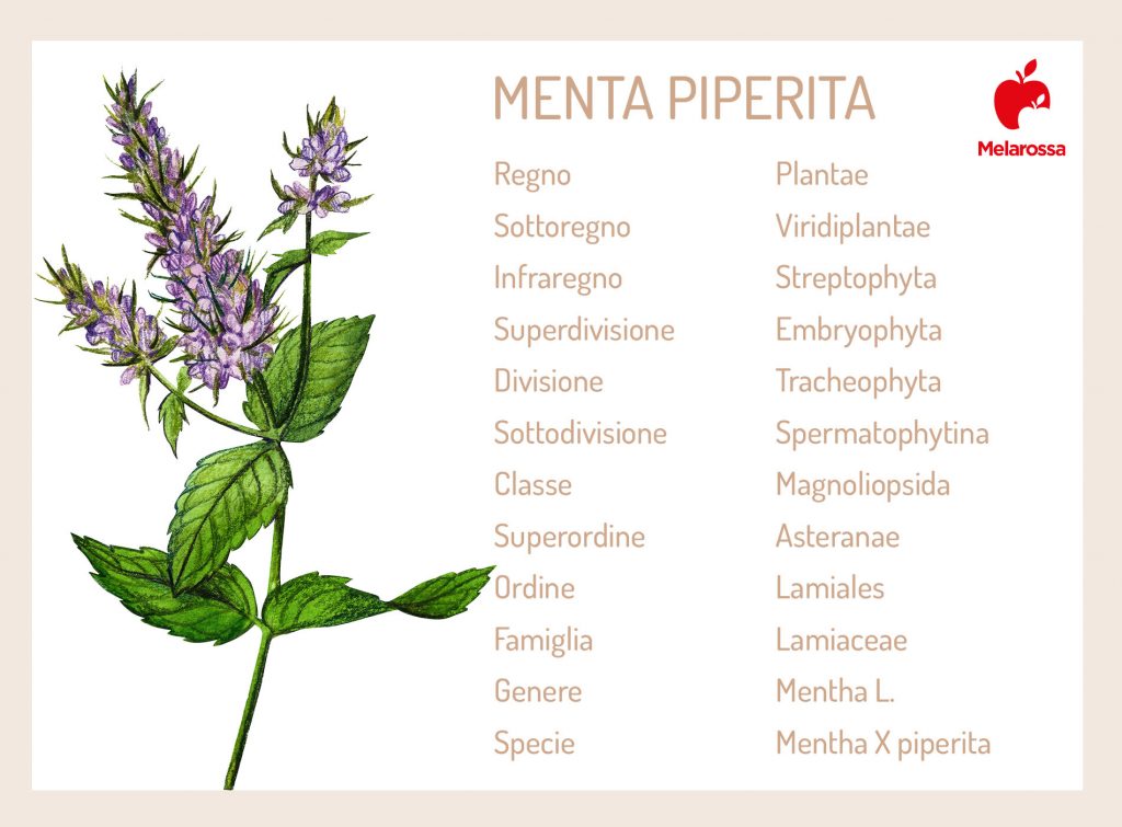 Menta piperita: cos'è, proprietà, benefici, usi e controindicazioni