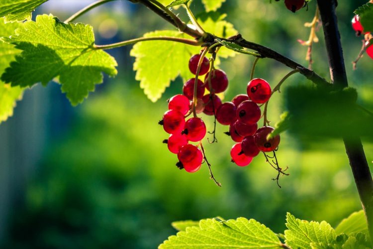 Ribes: proprietà e i benefici dei ribes per la tua salute - Melarossa