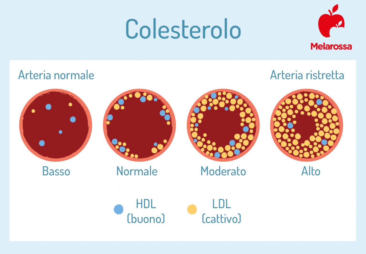 Colesterolo HDL: cos'è, valori normali e perché è "buono"