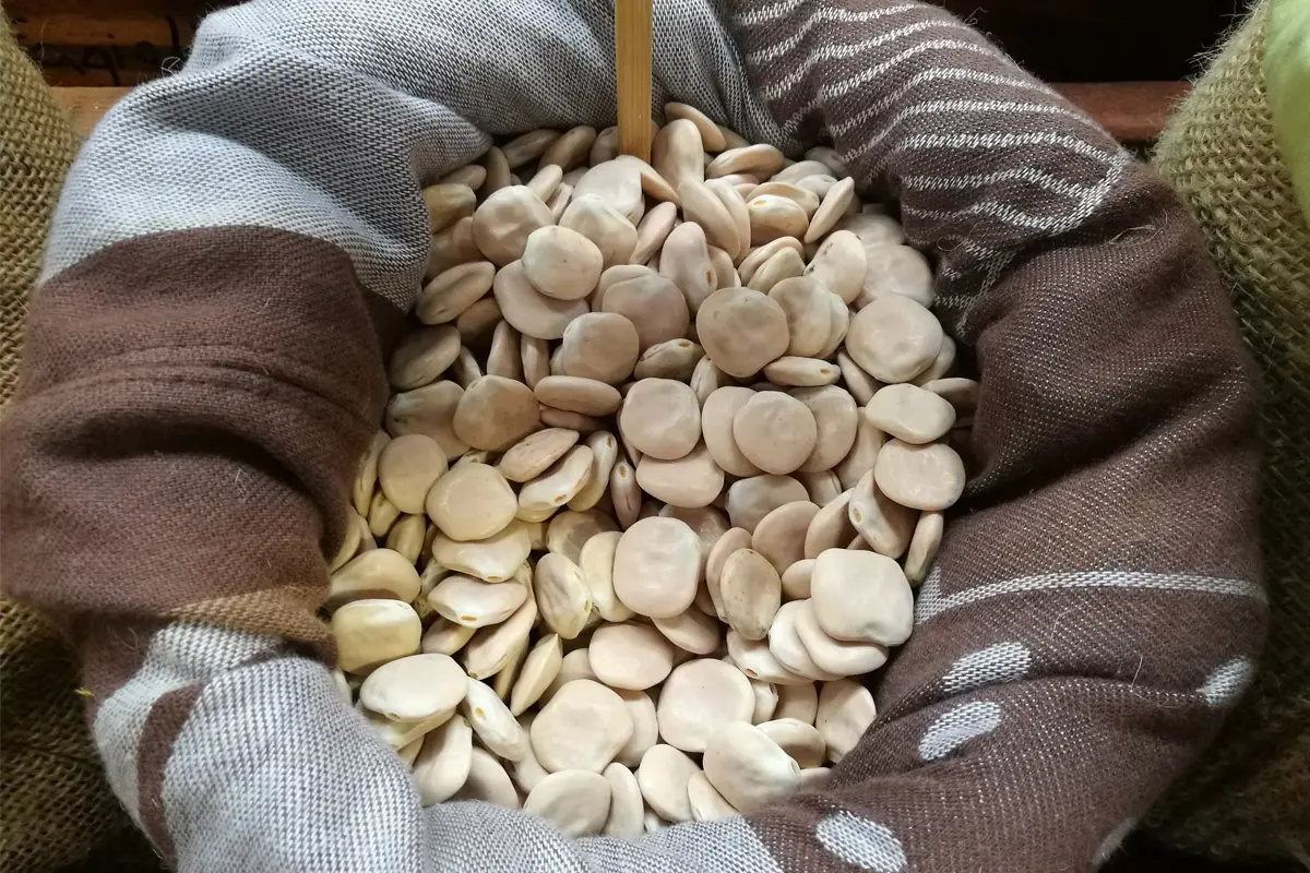 Lupini: cosa sono, proprietà, benefici e ricette - Melarossa